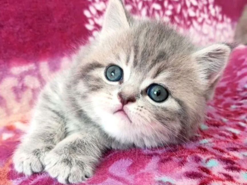 Плюшечки ) окрас голубой табби