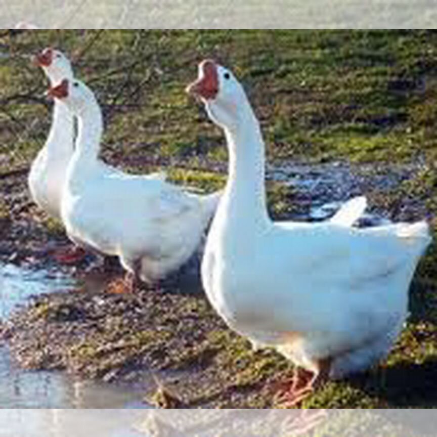 Продам домашних гусей