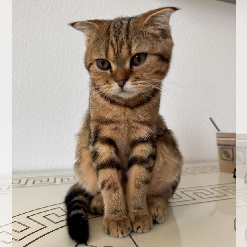Шотландская вислоухая короткошёрстная, взрослая кошка