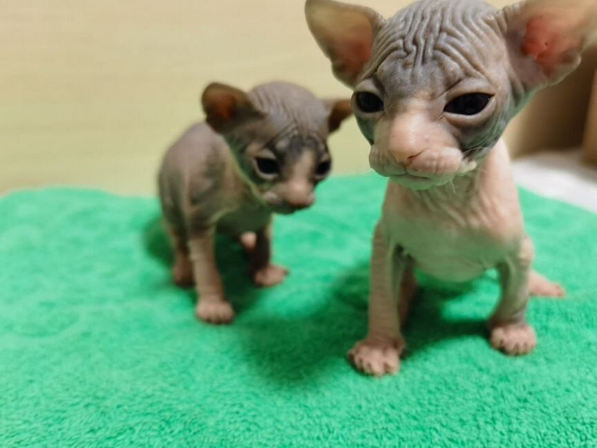 Котёнок донской сфинкс