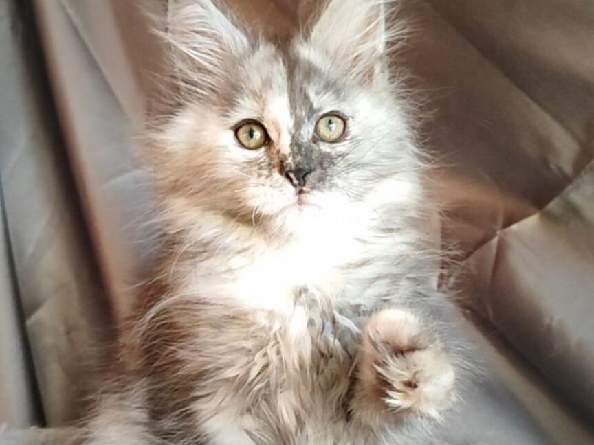 Котята мейн-кун