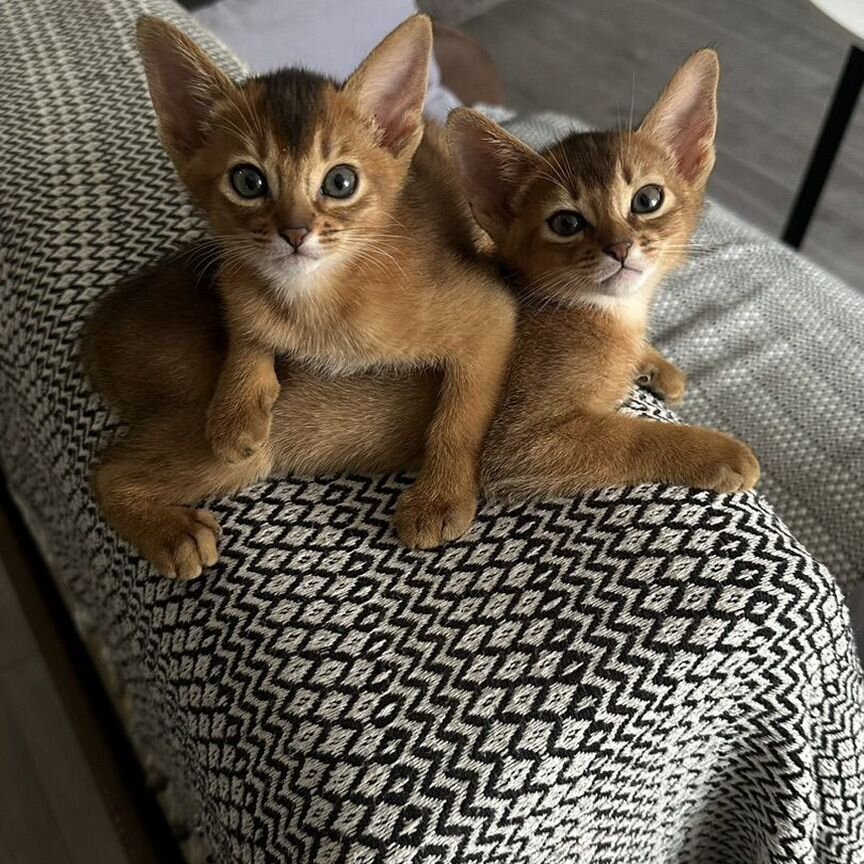 Абиссинские котята