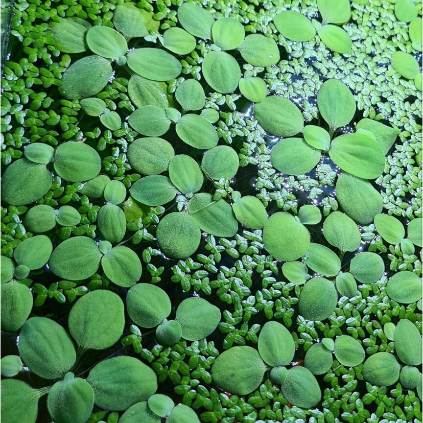 Пистия и ряска аквариумные