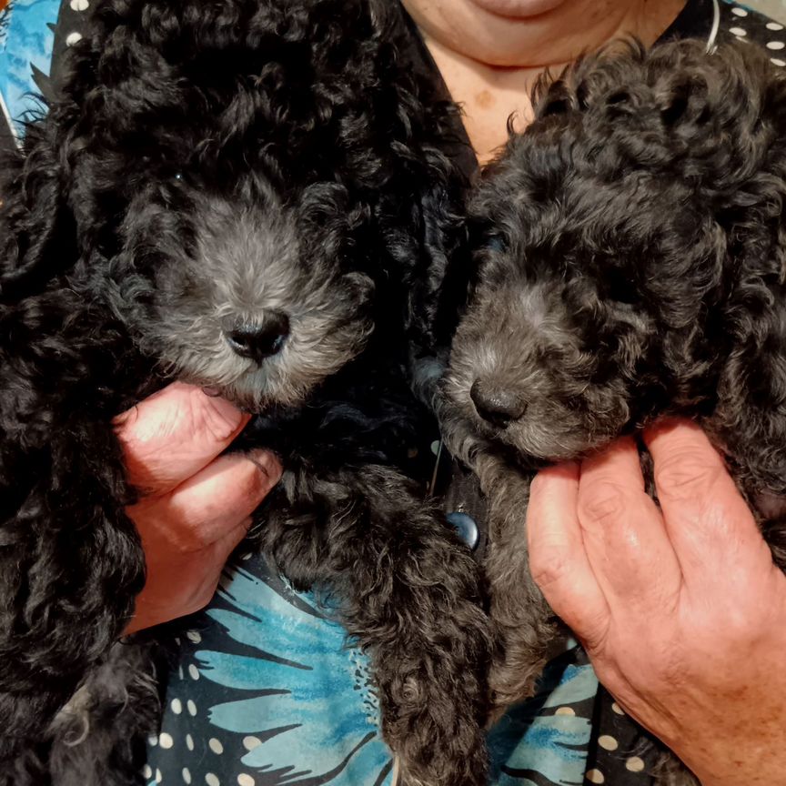 Пудель, щенок