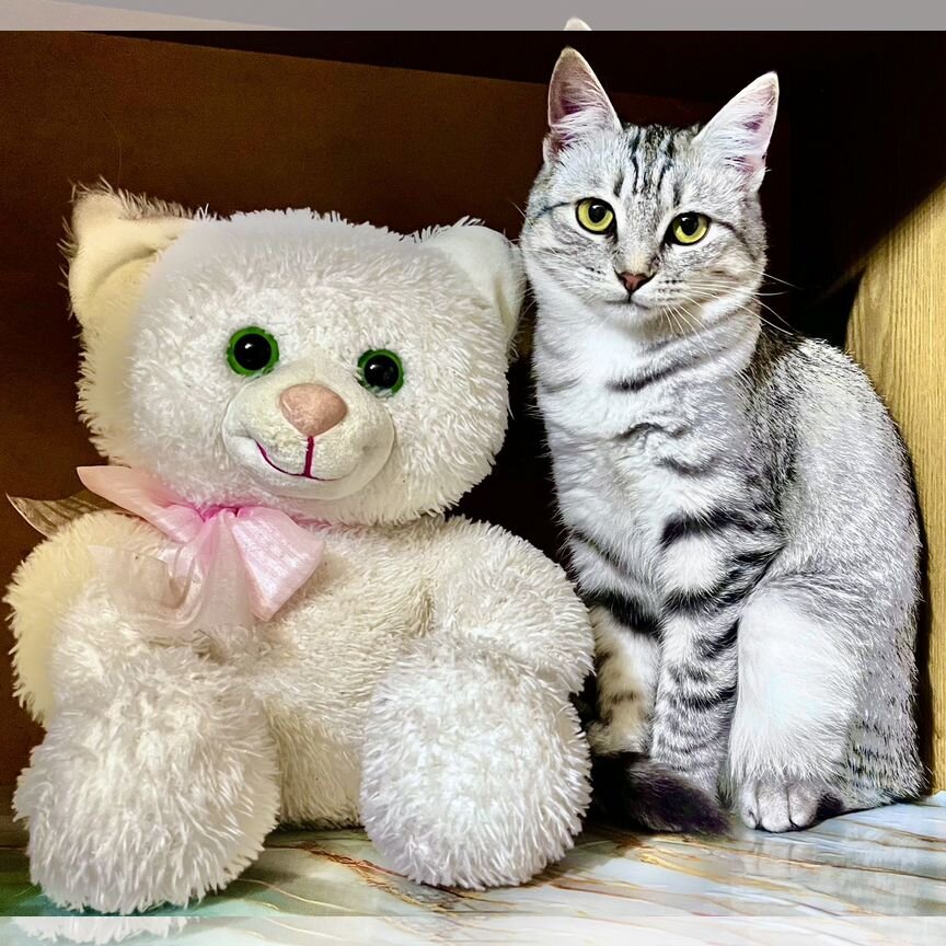 Кошка для души из приюта
