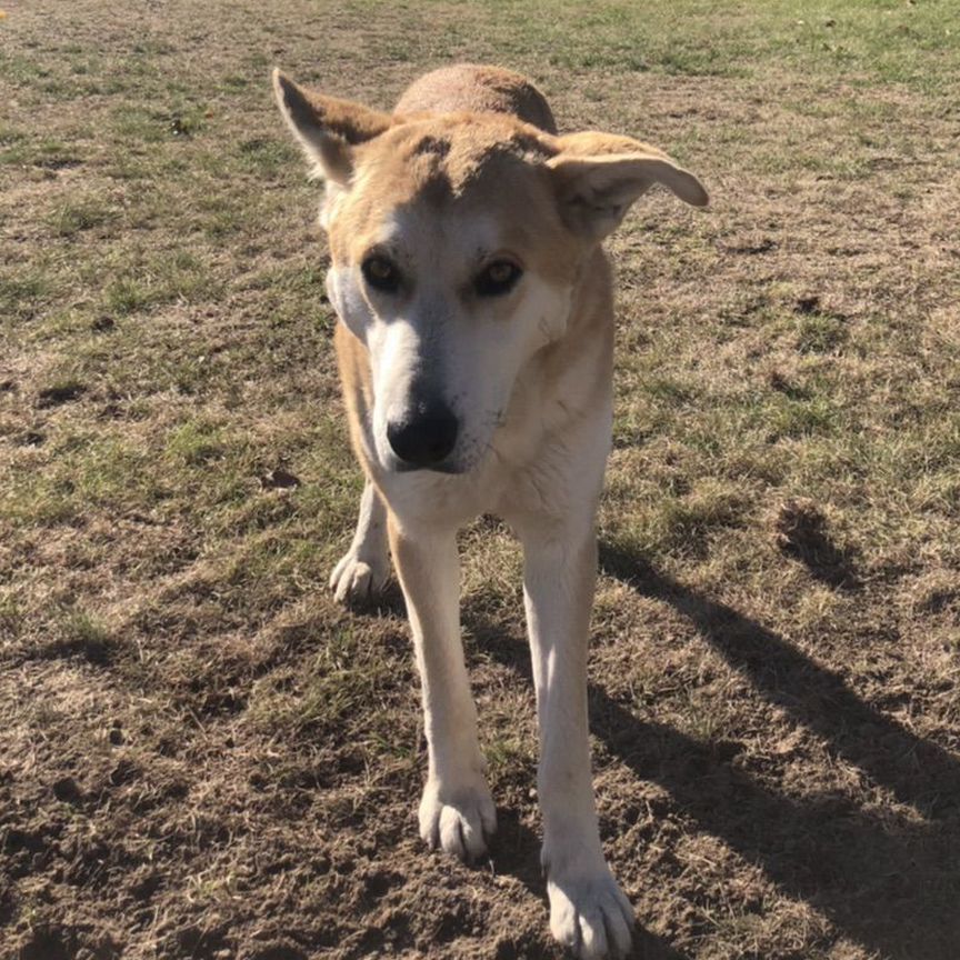 Чудесный пес