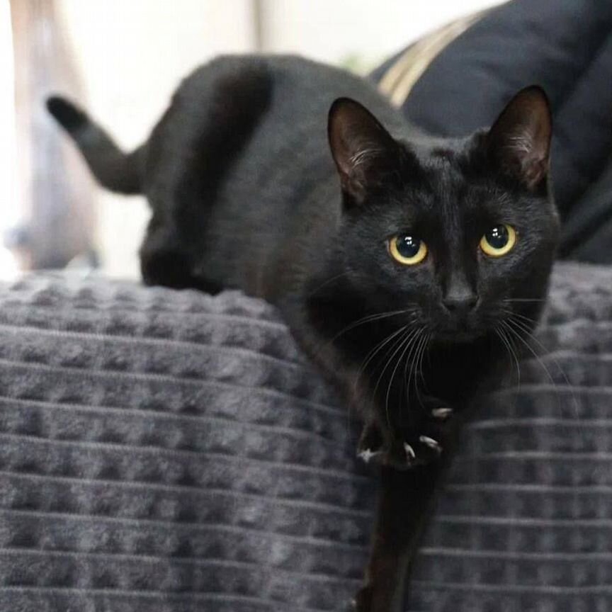 Взрослая, кошка в добрые руки