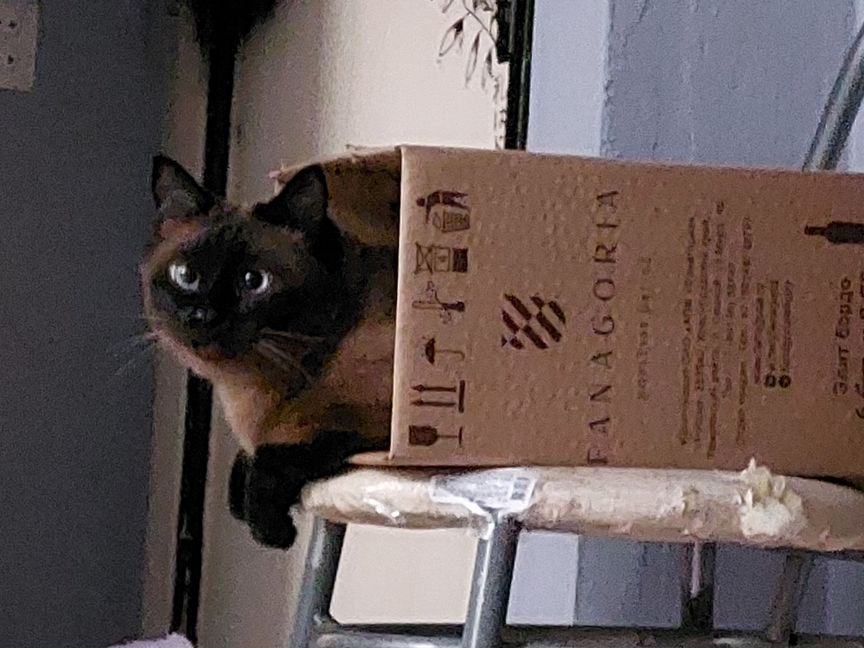 Отдам кота сиамского
