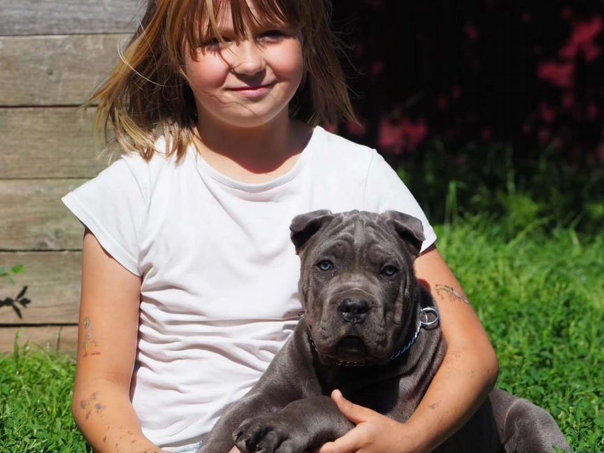 Детки кане корсо