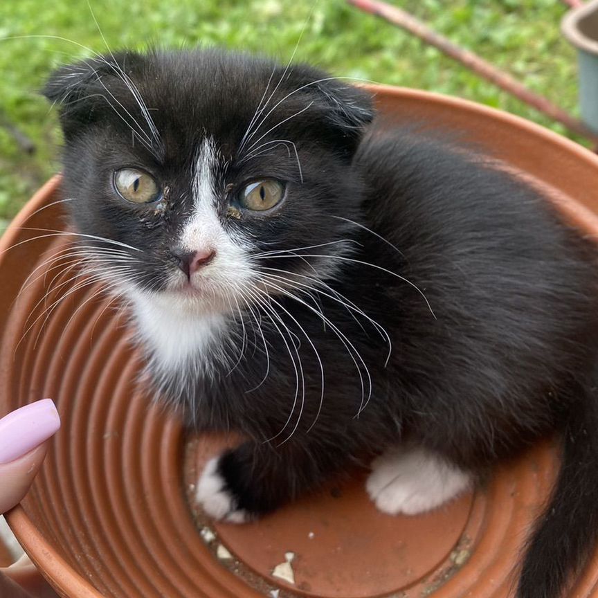 Котята