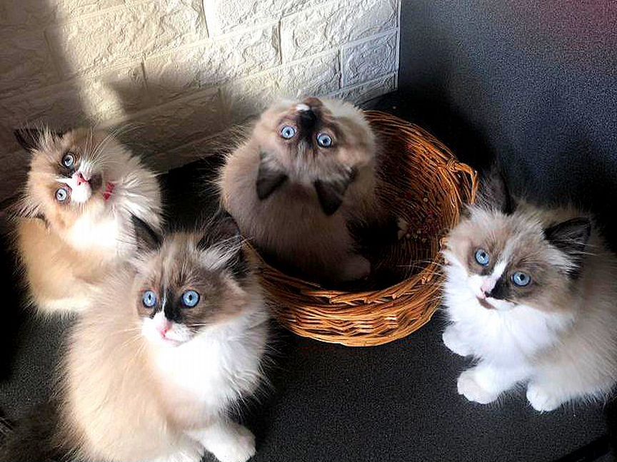 Рэгдолл котята с документами