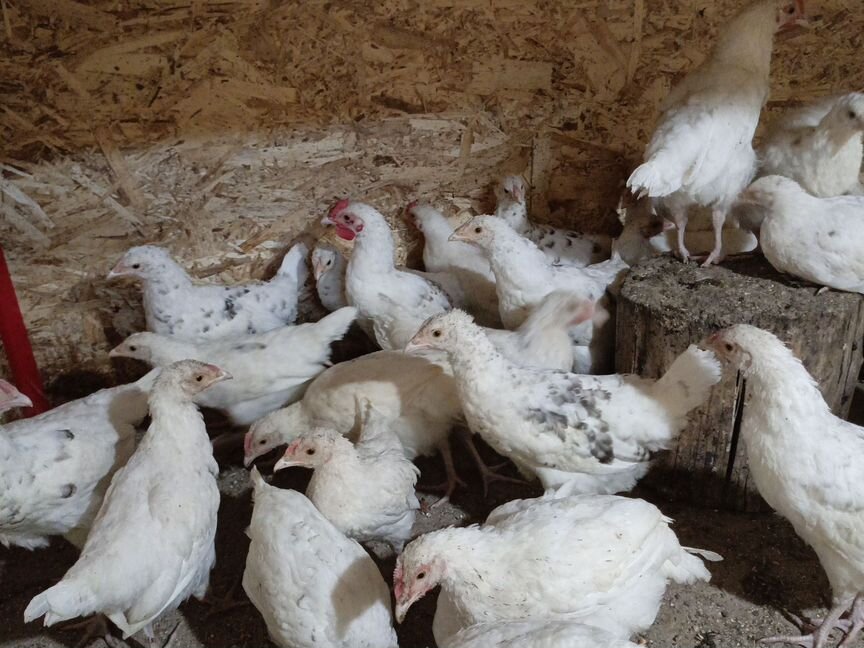 Молодые петушки породы пушкинской два месяца