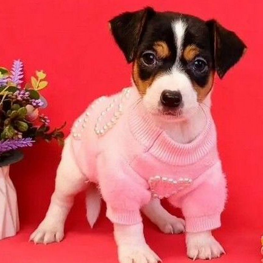 Джек-рассел-терьер, щенок