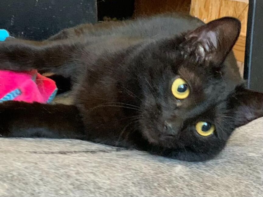 Милашка в семью