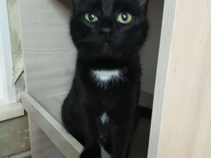 Кошечка в добрые руки