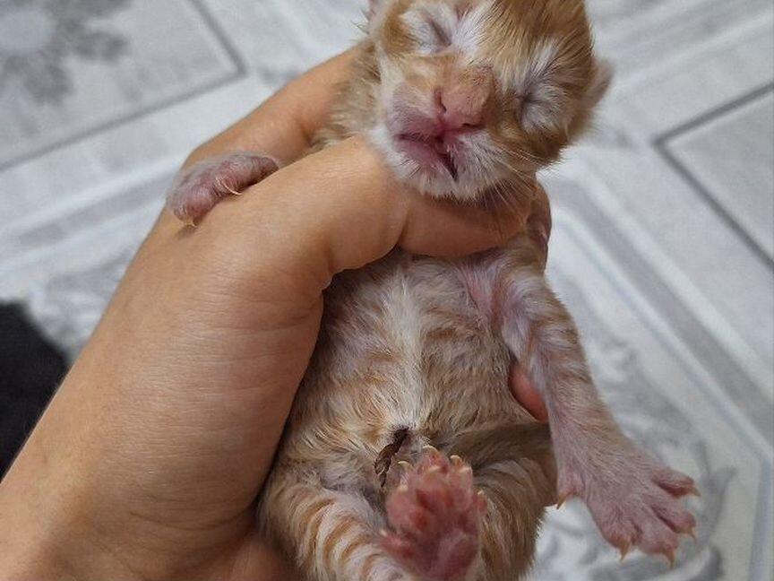 Котята мейн-кун, кун, кунята, котята