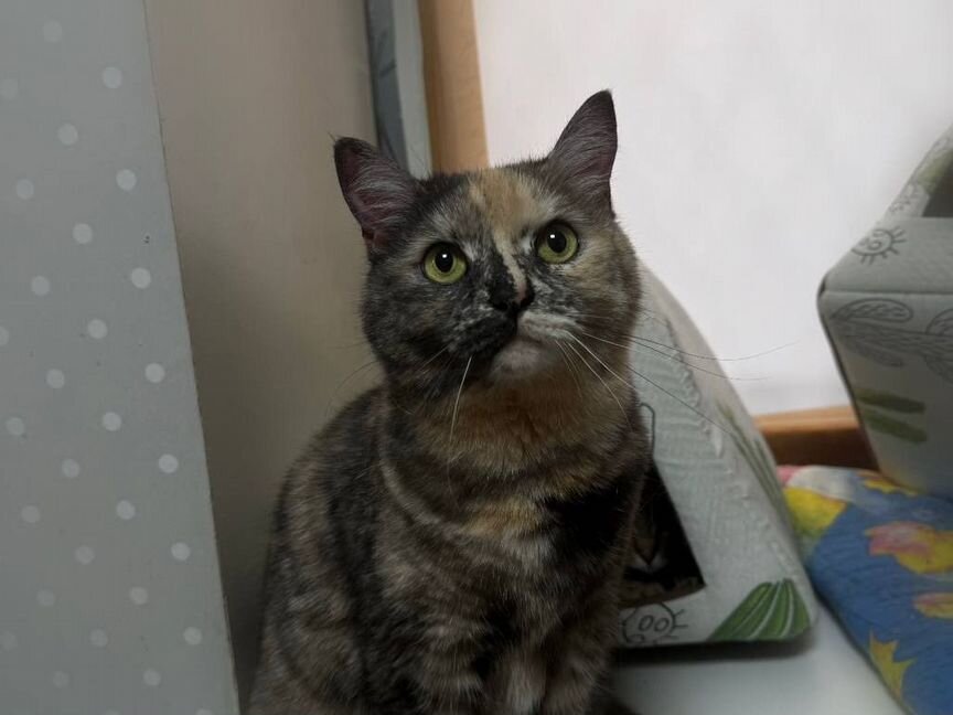 Кошка ищет дом