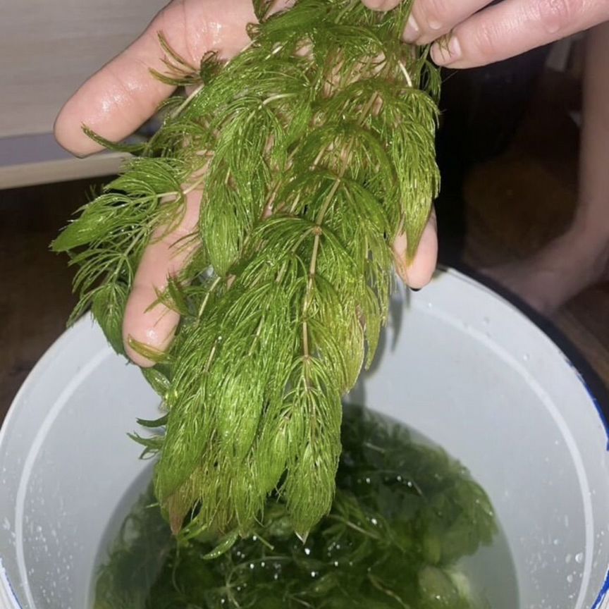 Аквариумное растение