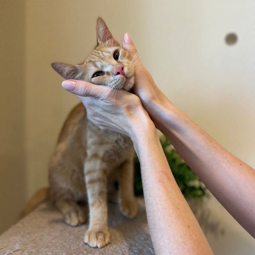 Медовый котик