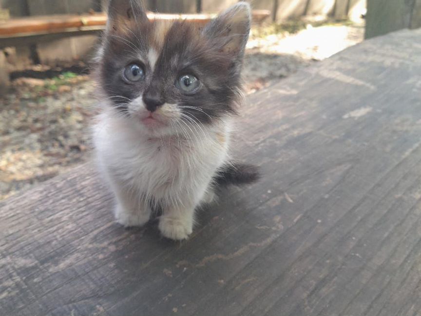 Котеночек в добрые руки