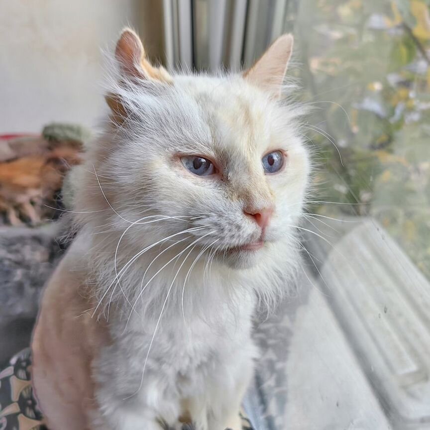 Котик с тяжёлой судьбой живёт в клетке