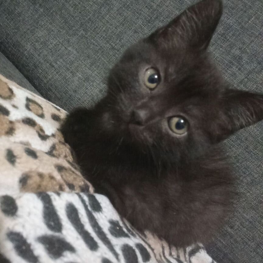 Шотландский вислоухий короткошёрстный котёнок