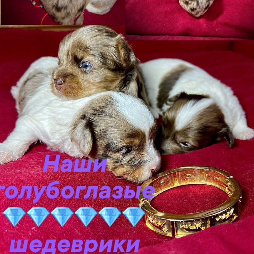 Цветные йорки. Эксклюзивные окрасы