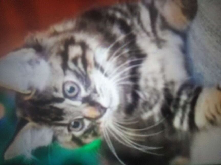 Кошка