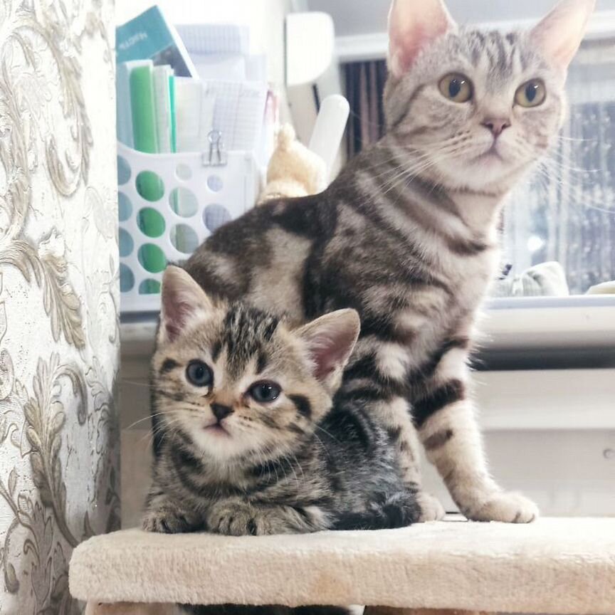 Шотландский прямоухий короткошёрстный котёнок