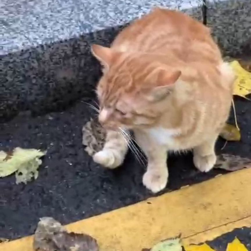 Ласковый домашний котик в беде.Замерзает на улице