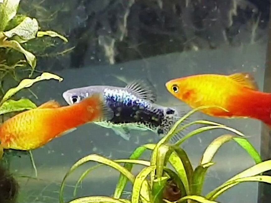 Пецилии и креветки неокардины