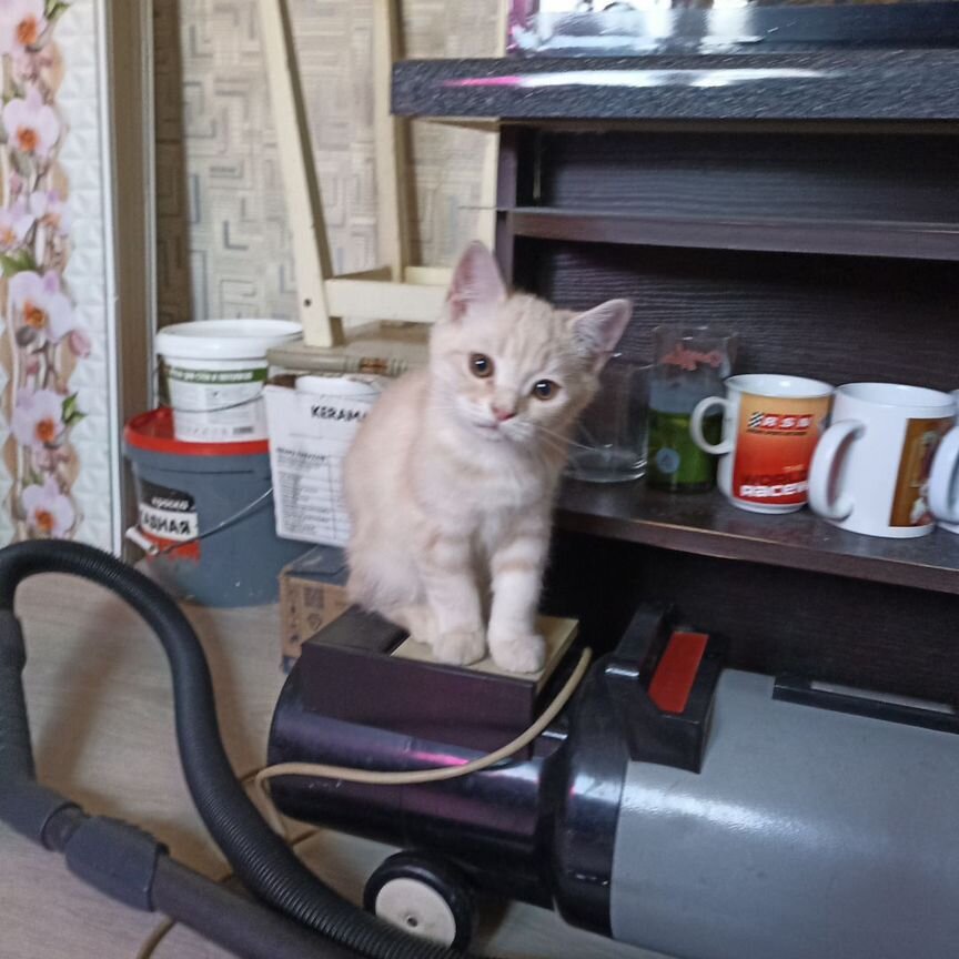 Рыжий котенок в добрые руки бесплатно