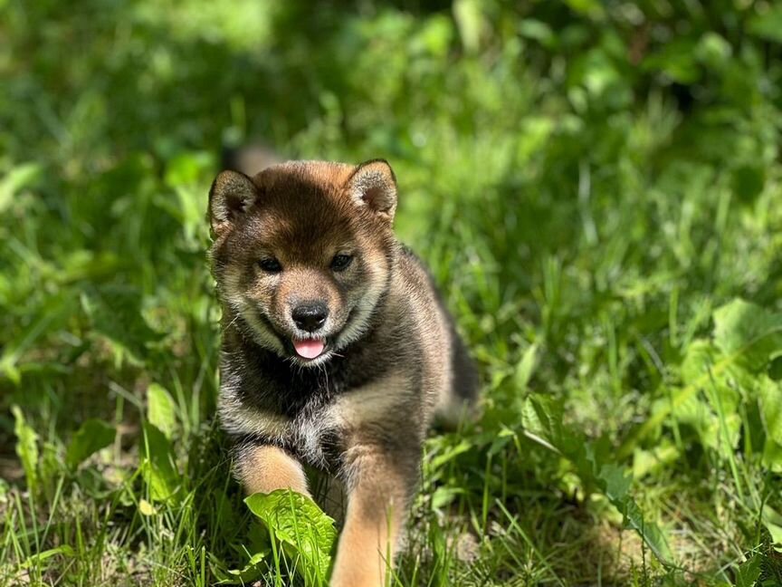 Щенок сиба окрас черный сезам