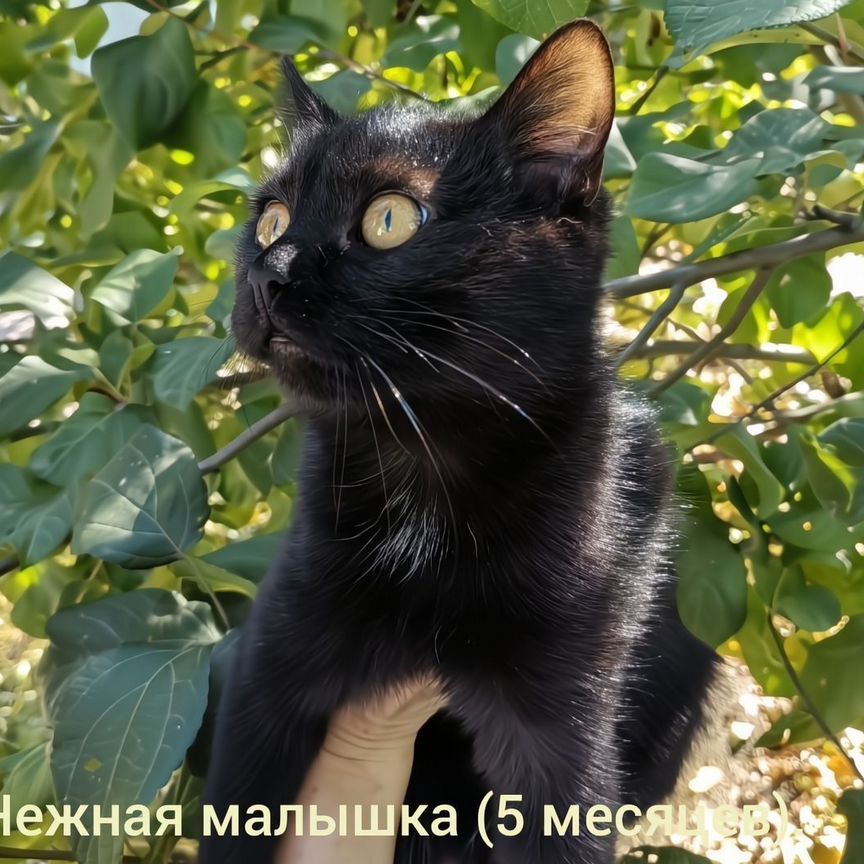 Чудесная малышка в заботливые руки