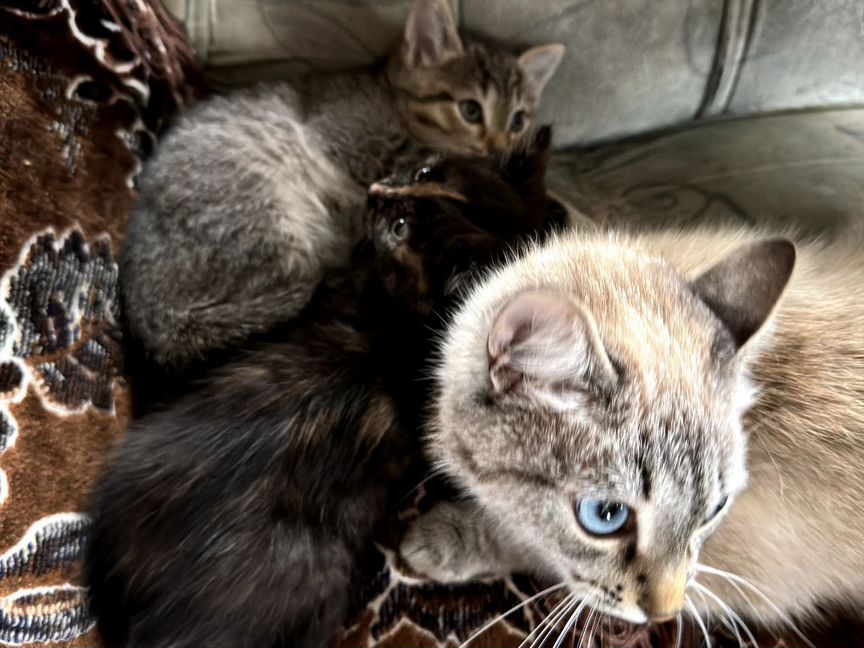 Котята в добрые руки бесплатно