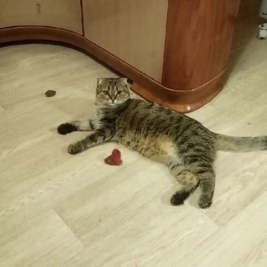 Мася ищет семью