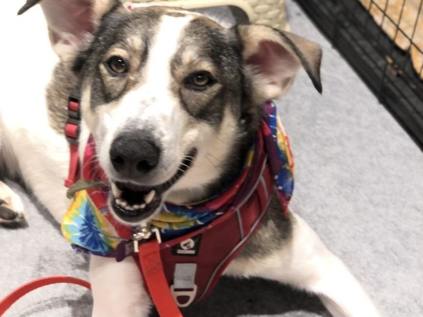 Отличная собака для семьи