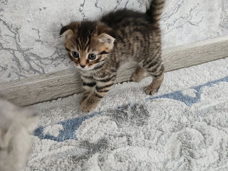 Котёнок 1 мес, мальчик от шотланки с британцем