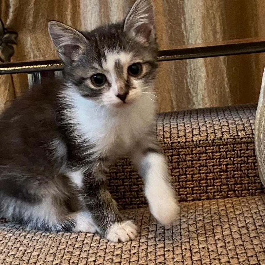 Котёнок в добрые руки