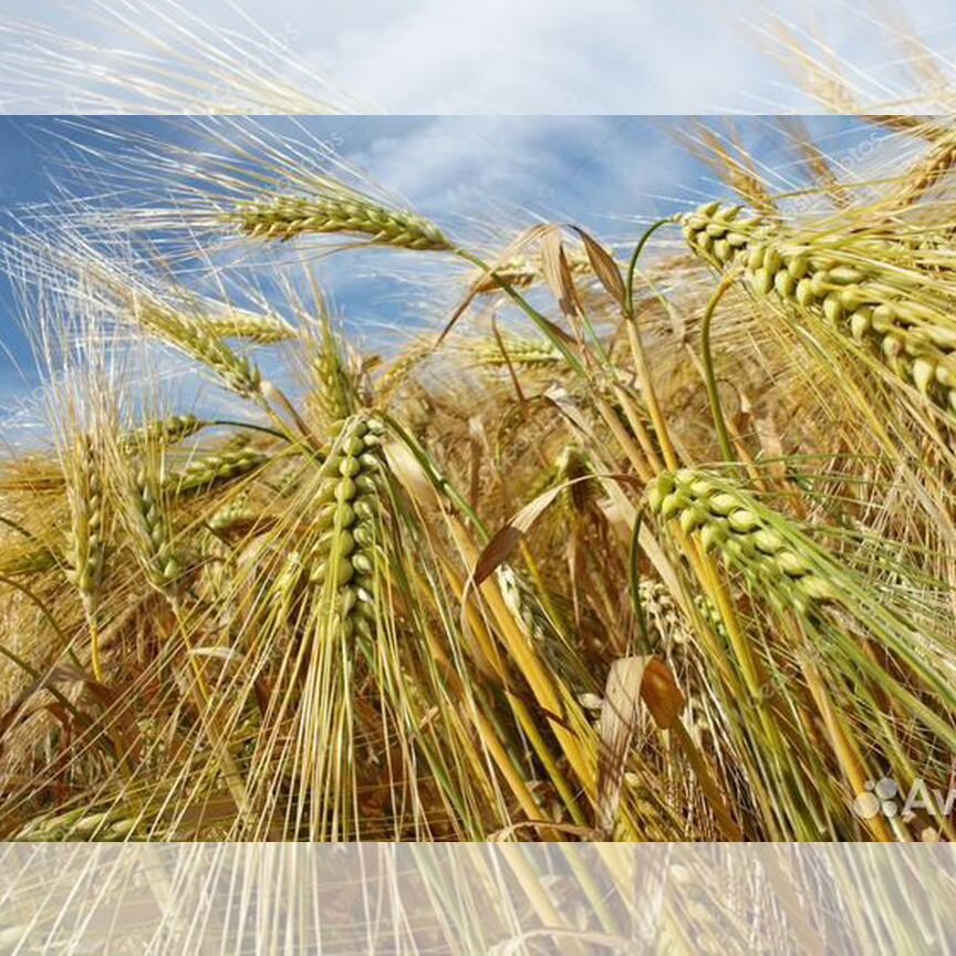 Кукуруза зерно