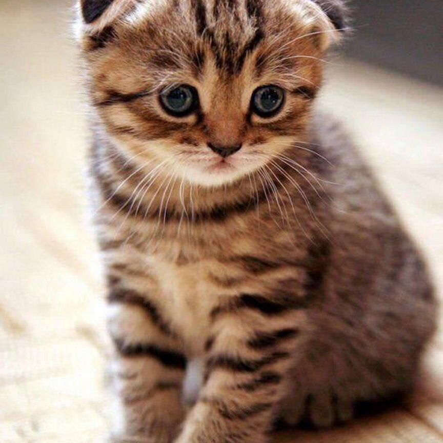 Шотландские тигрята