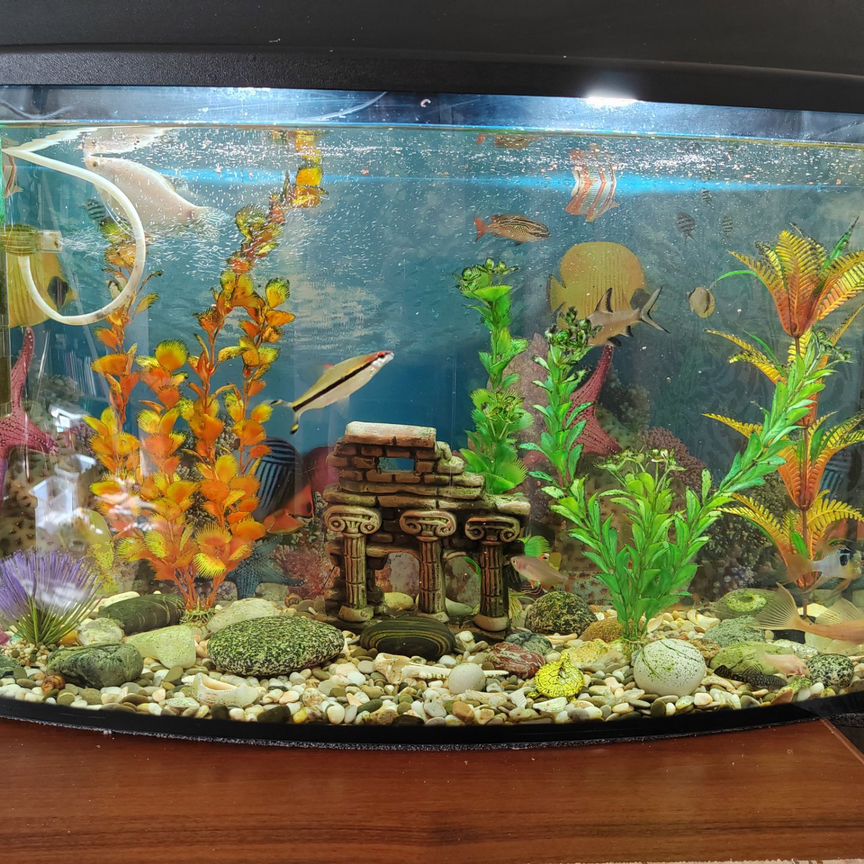 Аквариум с рыбками