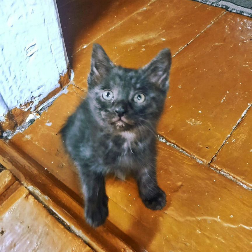 Котенок мальчик ищет дом