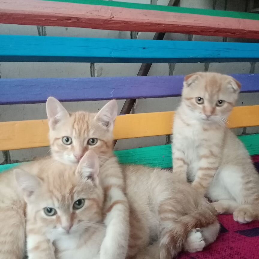 Отдам котят в добрые руки