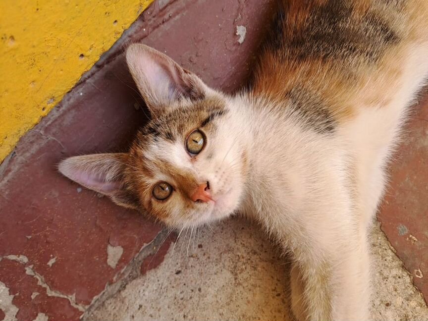Котенок