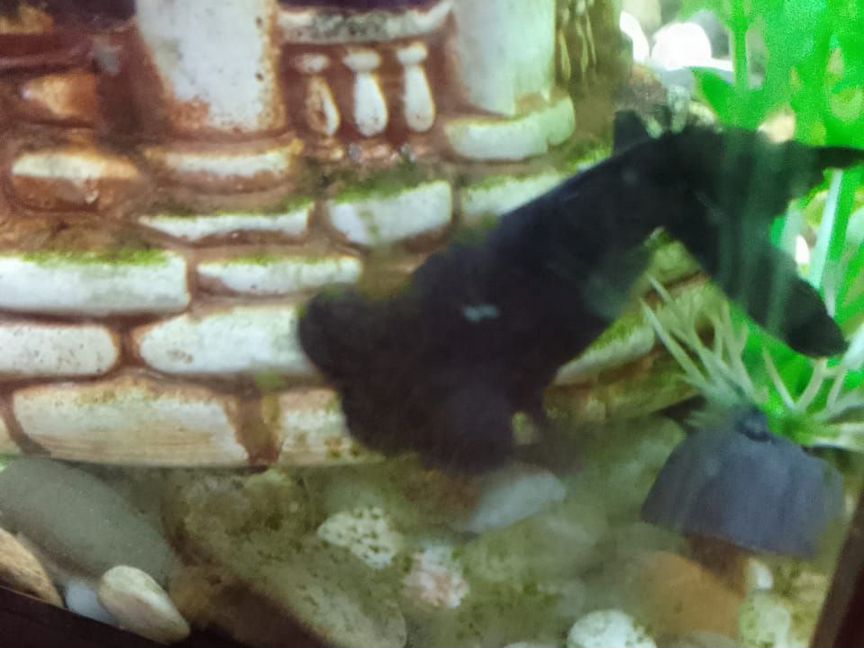 Аквариумные рыбки отдам бесплатно