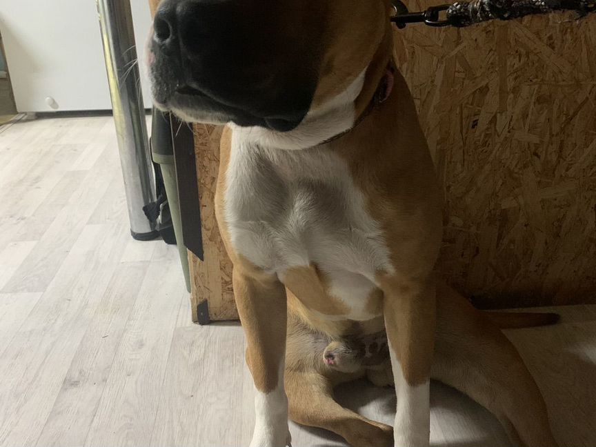 Продам Амстаффа