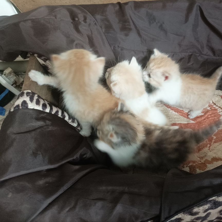 Отдают даром котят