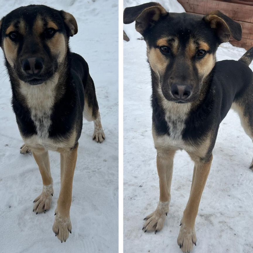 Отдам собаку в добрые руки