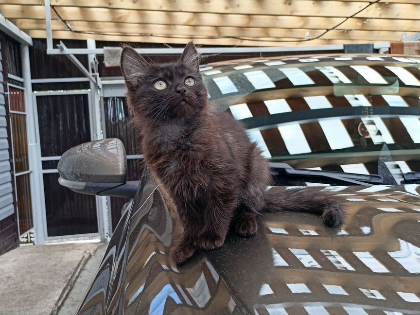 Котята 4 мес